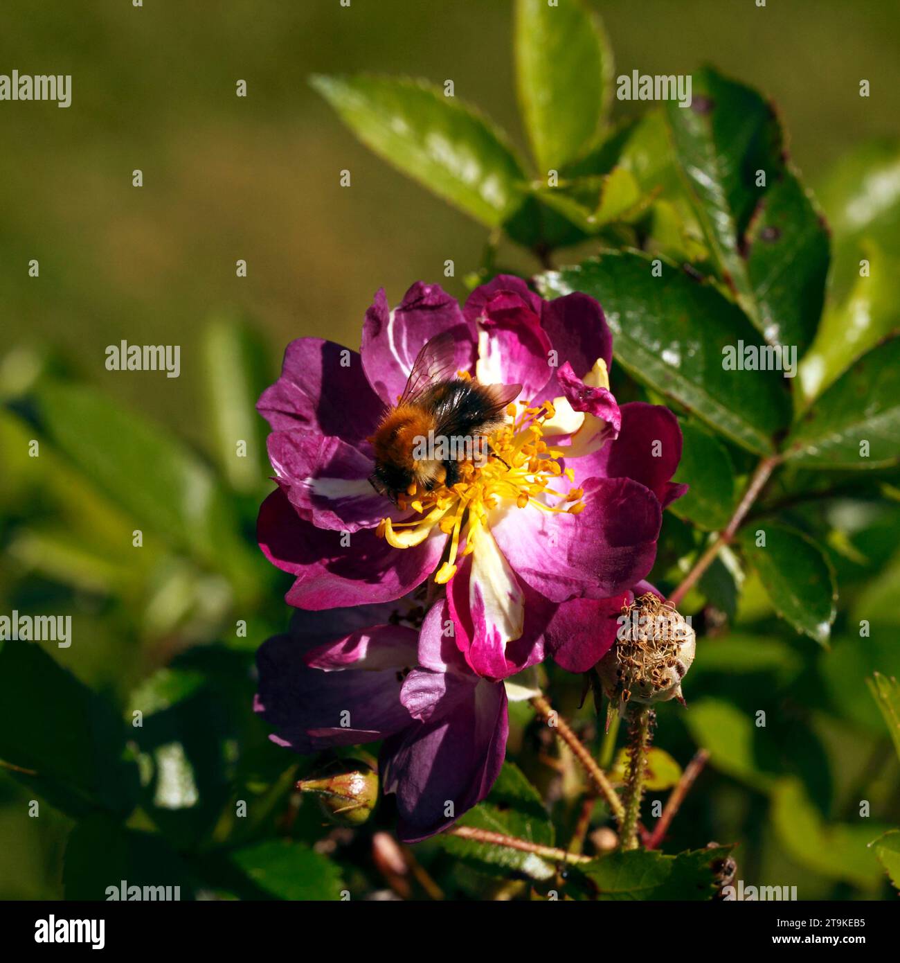 Deep rose pink flowers hi-res stock photography and images - Alamy