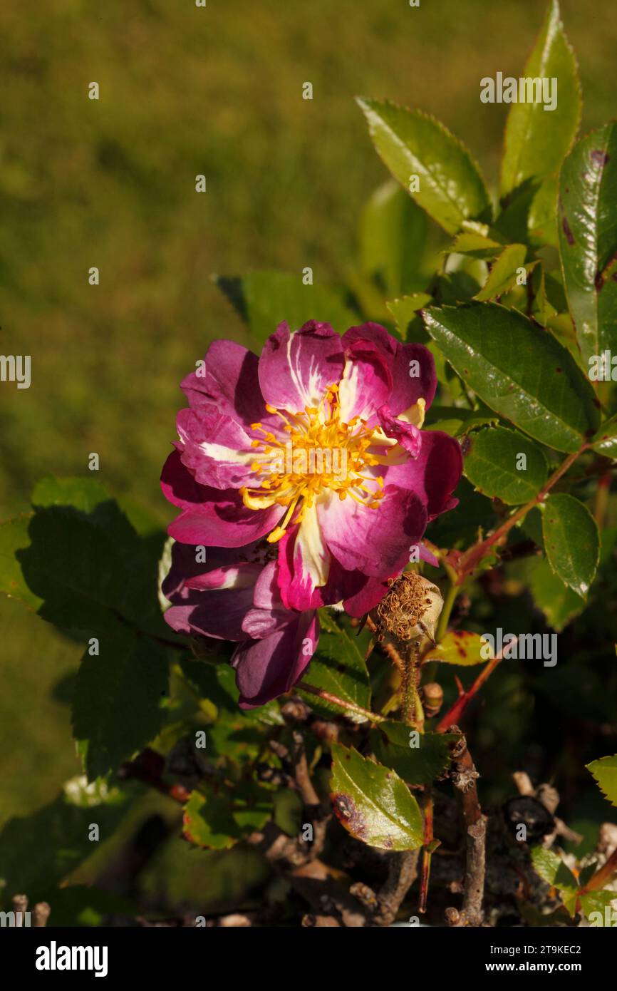 Deep rose flowers hi-res stock photography and images - Alamy