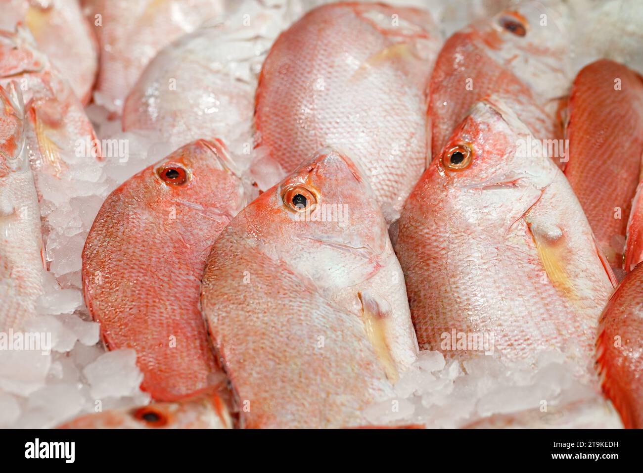 Red fish lot in bulk raw close-up whole, on ice, sold at fish market ...