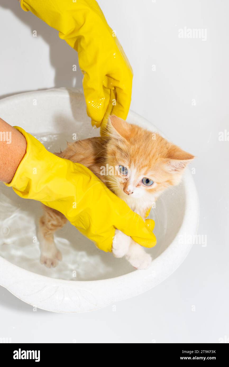 Washing cats. A red kitten in a basin of water is being washed by its ...