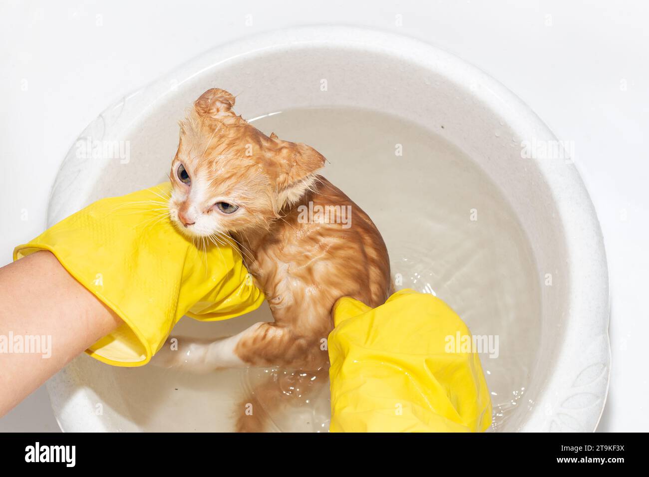 Washing cats. Wet frightened kitten in a basin of water Stock Photo - Alamy