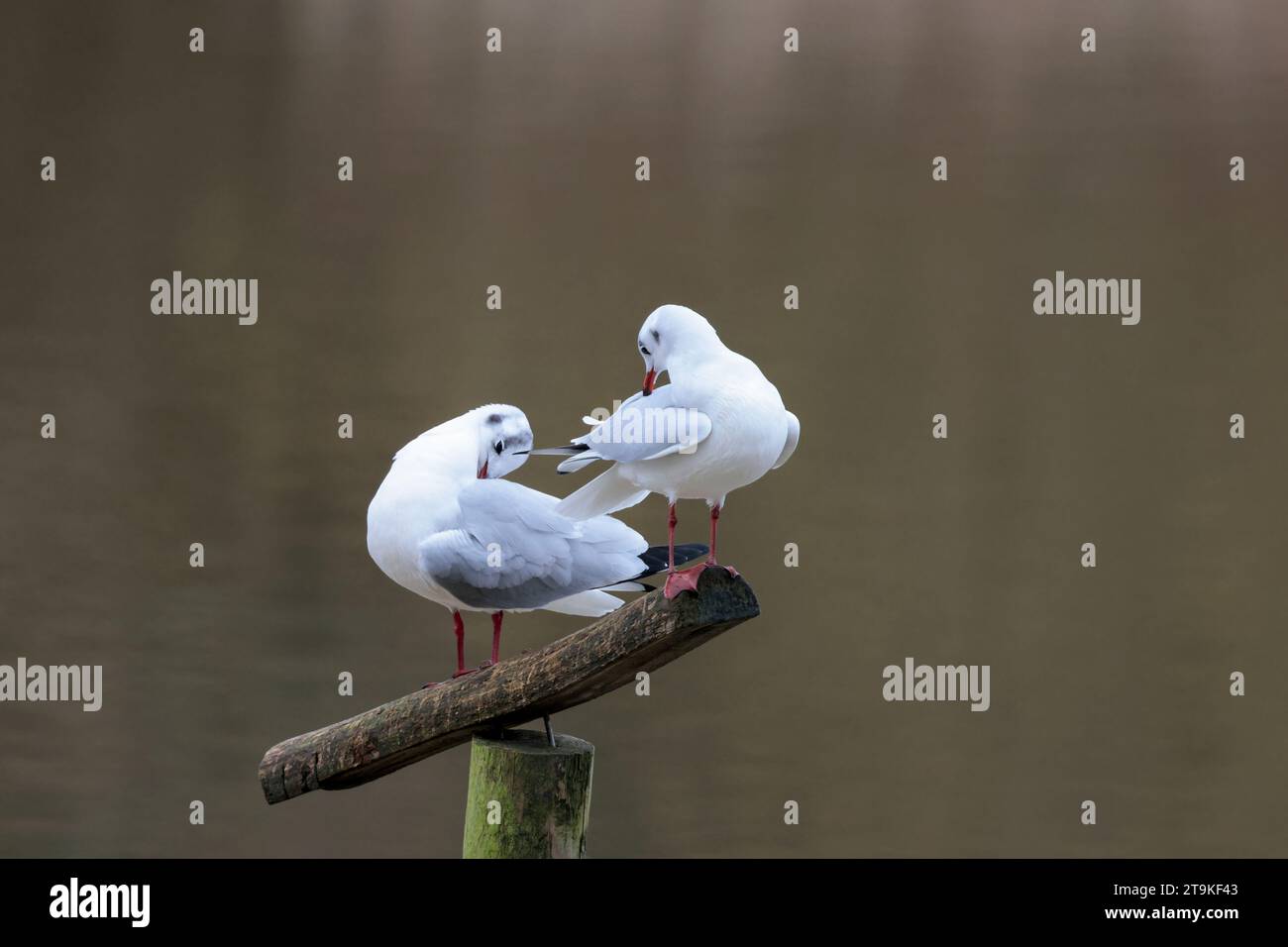 Black headed gulls Larus ridibundus, on perch winter plumage soft dark ...