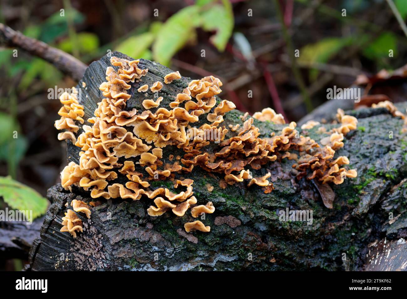 Rubbery bracket fungi hi-res stock photography and images - Alamy