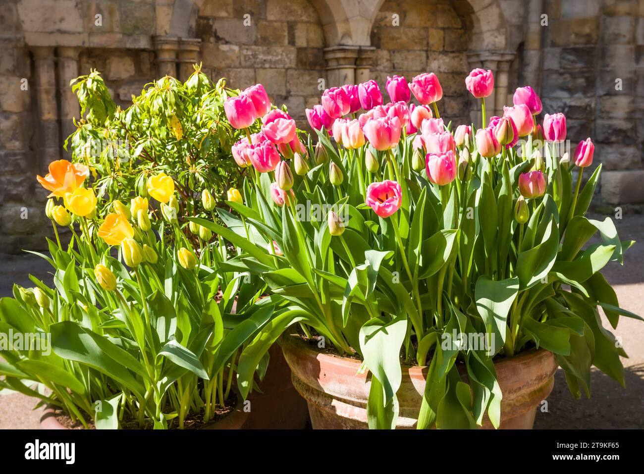 Terracotta pots uk hi-res stock photography and images - Alamy