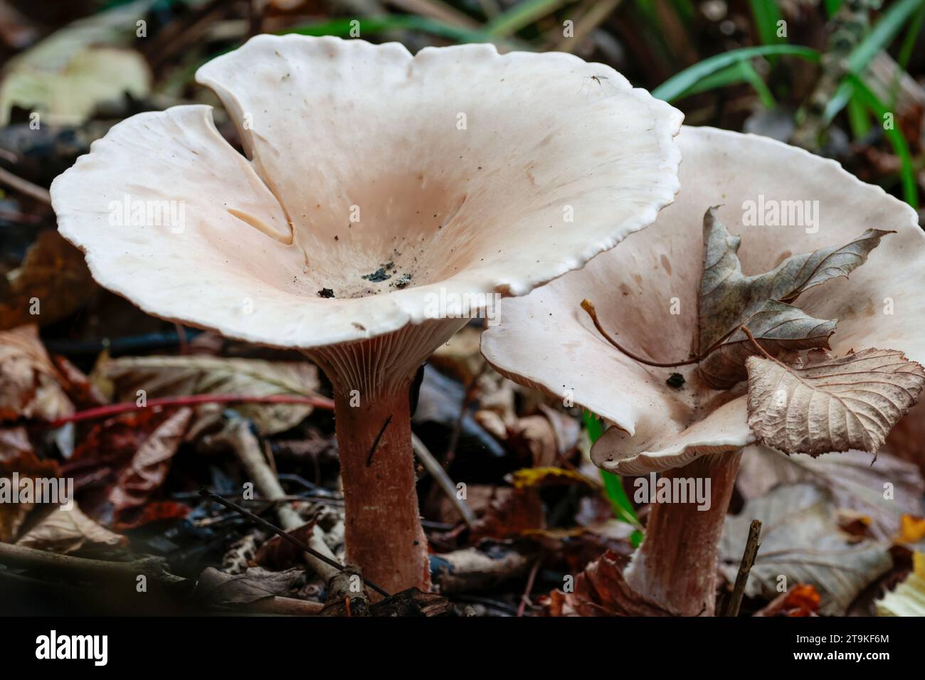 Large funnel type fungi deep dished cap creamy brown gills from thin ...