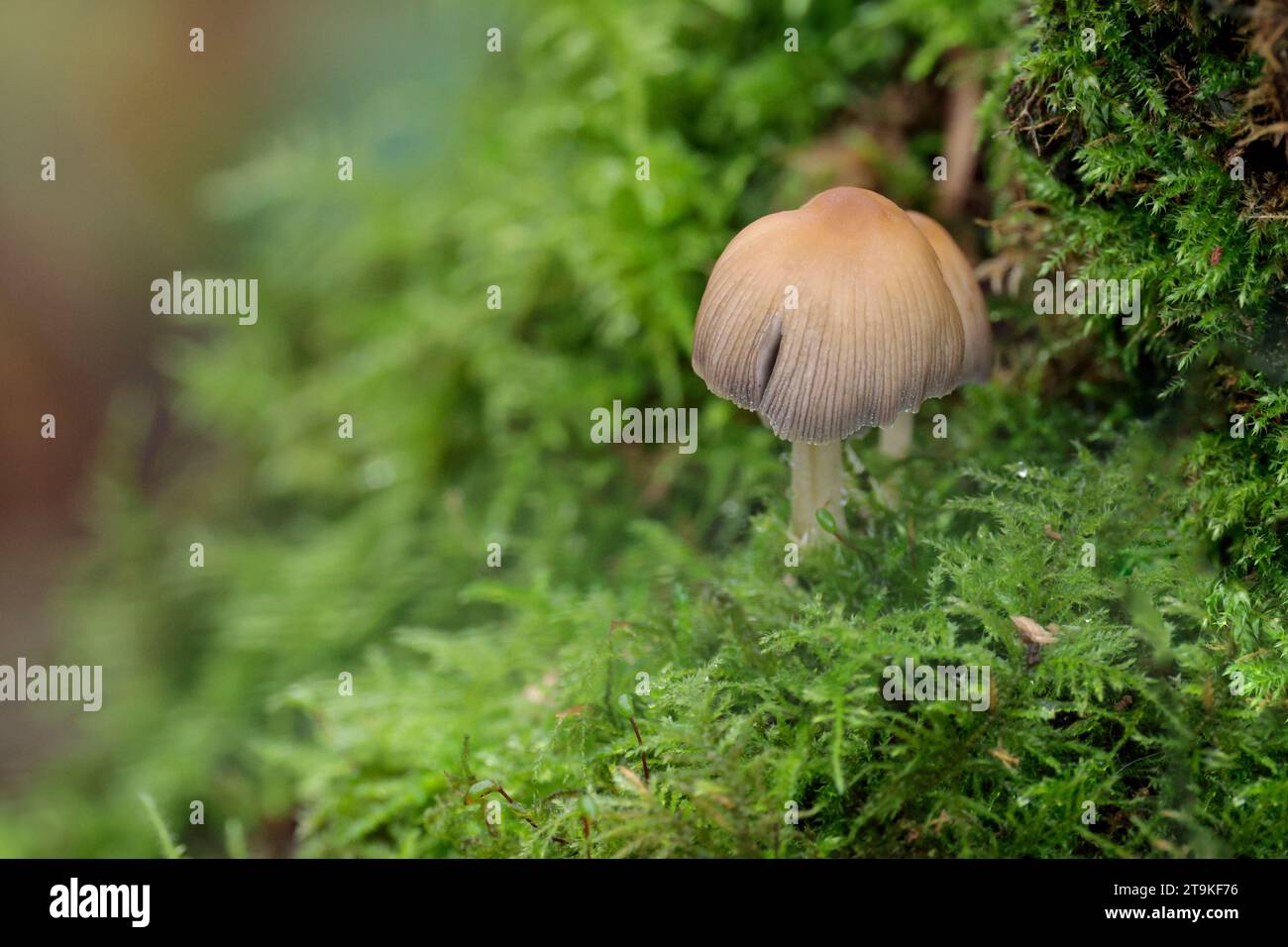 Sulphur tuft like fungi fungus Hypholoma fasciculare single yellow ...