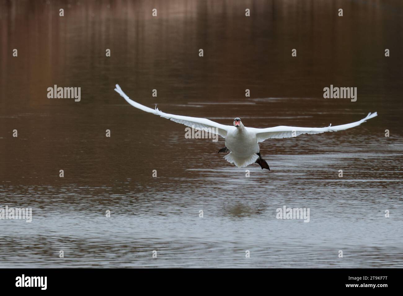 Black swan bird flying hi-res stock photography and images - Alamy