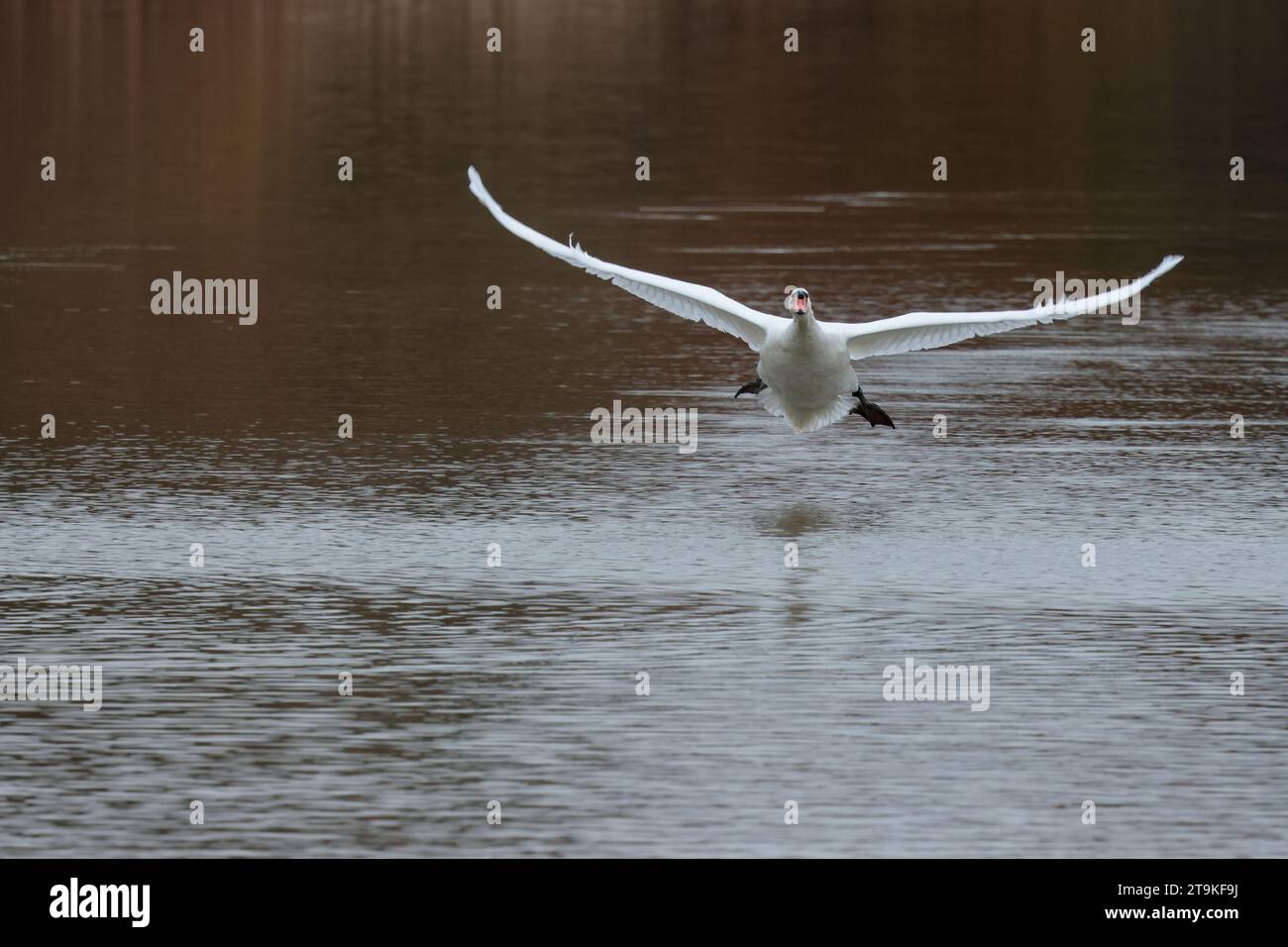 Mute swan in flight Cygnus olor, large white water bird flying over ...