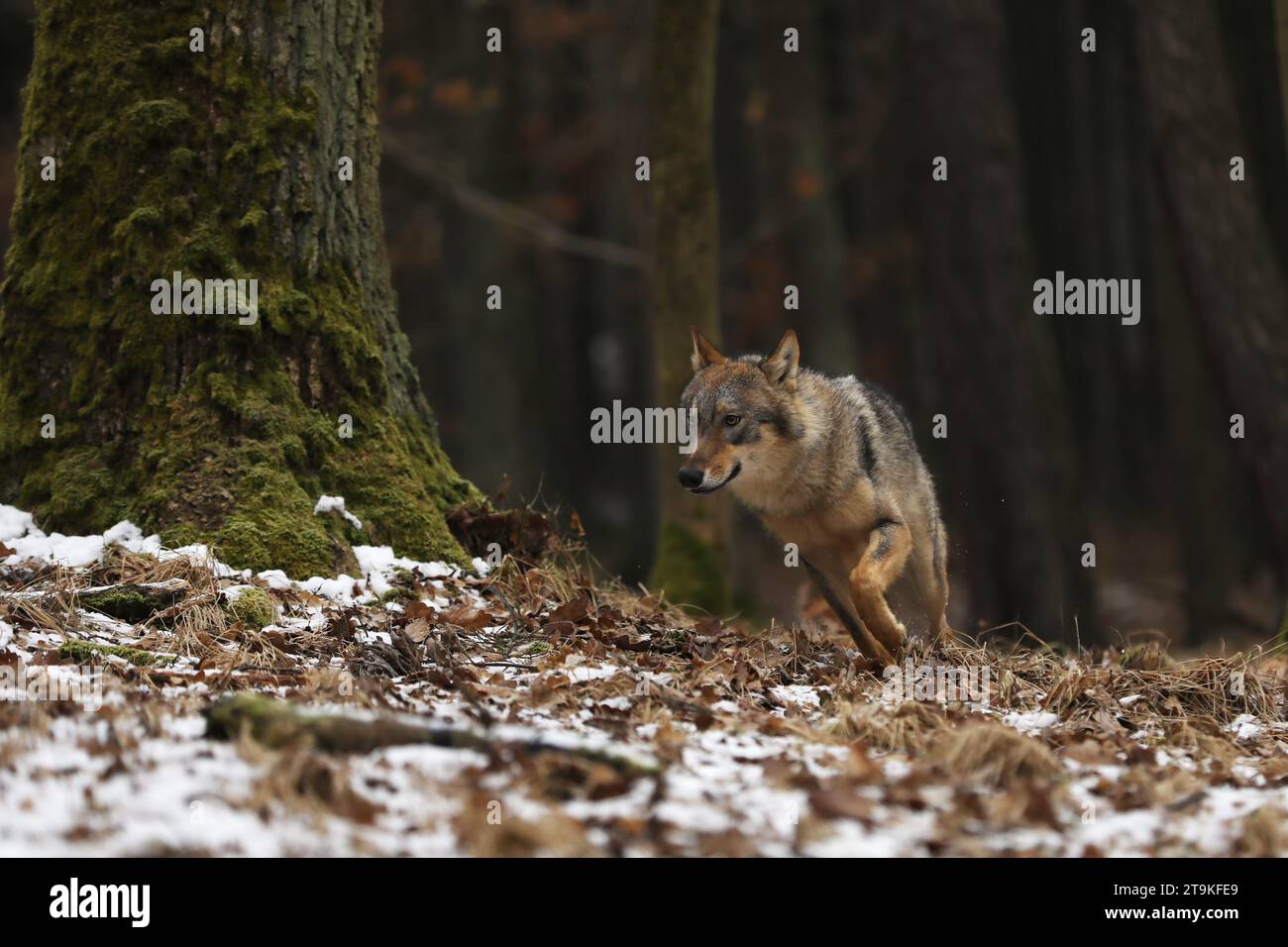 Wolf in snowy forest, Europe. Winter wildlife scene from nature. Gray ...