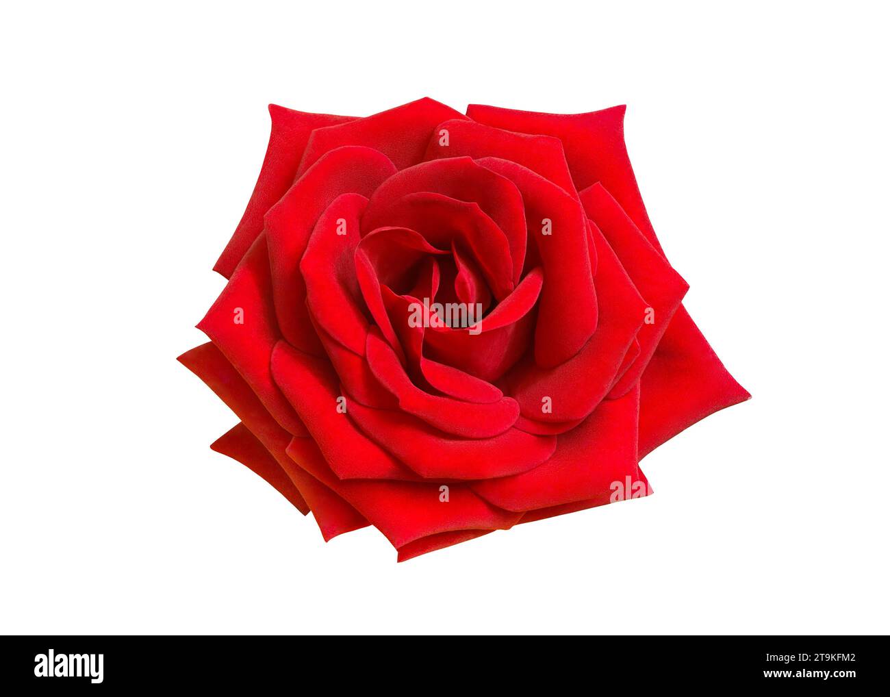 Red rose, bud top view isolated on white background with clipping path ...