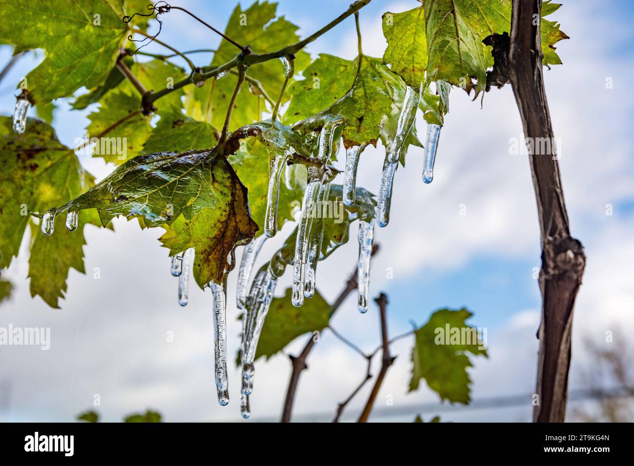 Ice hanging from the green leaves of grapevines on a cold and windy day ...