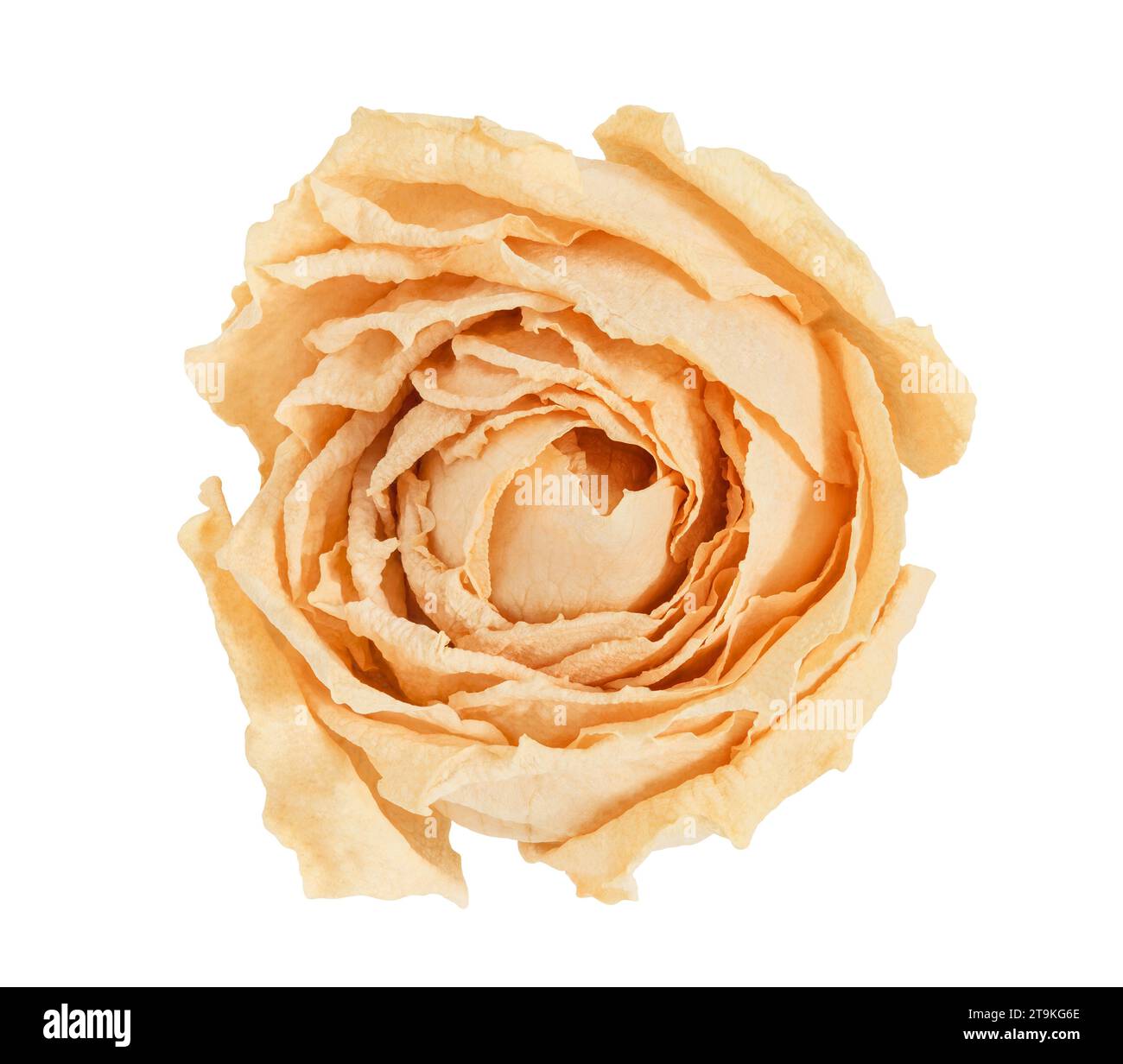 Rose flower, beige bud dried isolated on white background with clipping ...