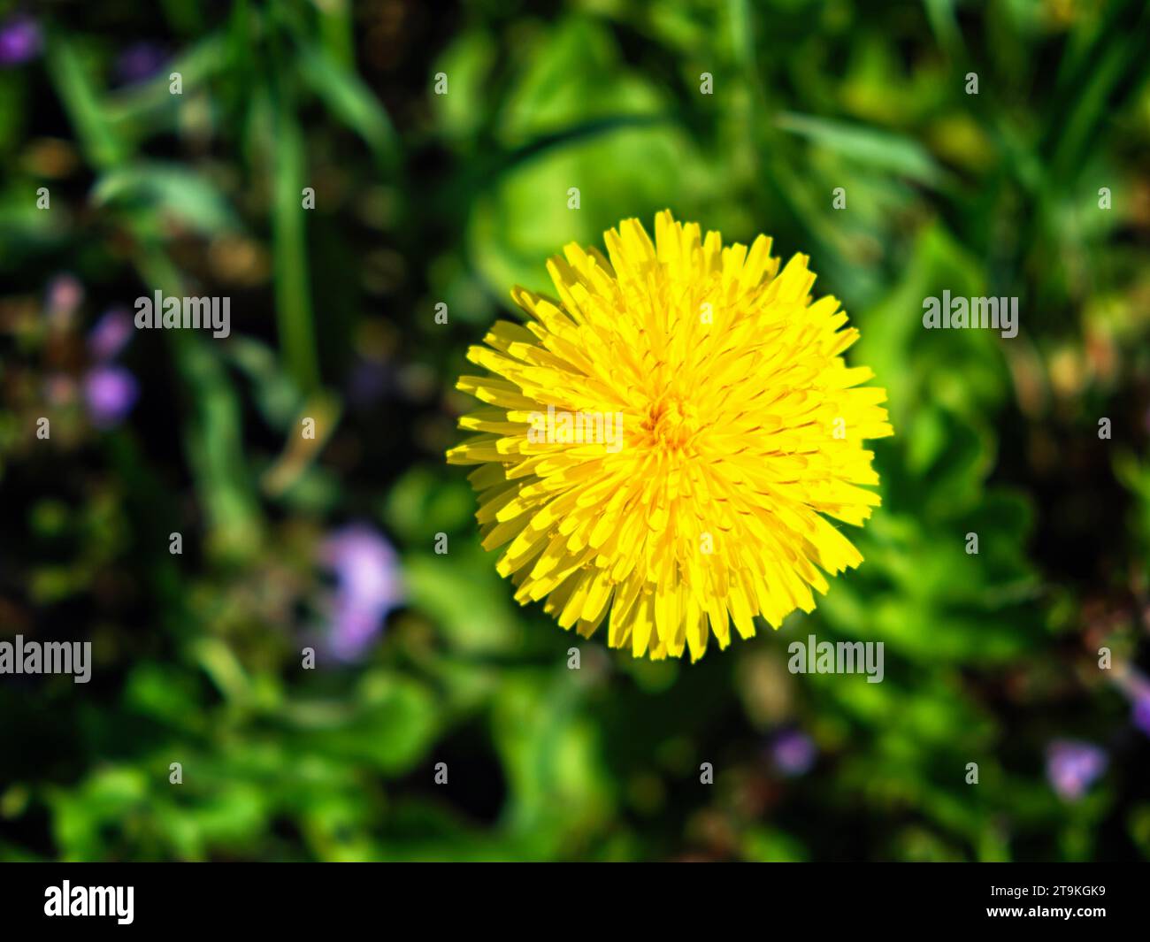 The image highlights the stunning allure of a vivid yellow dandelion ...