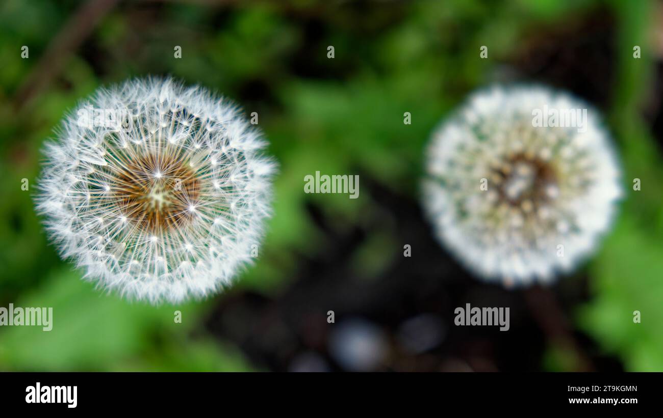 The photo showcases two dandelion seed heads with a backdrop of green ...