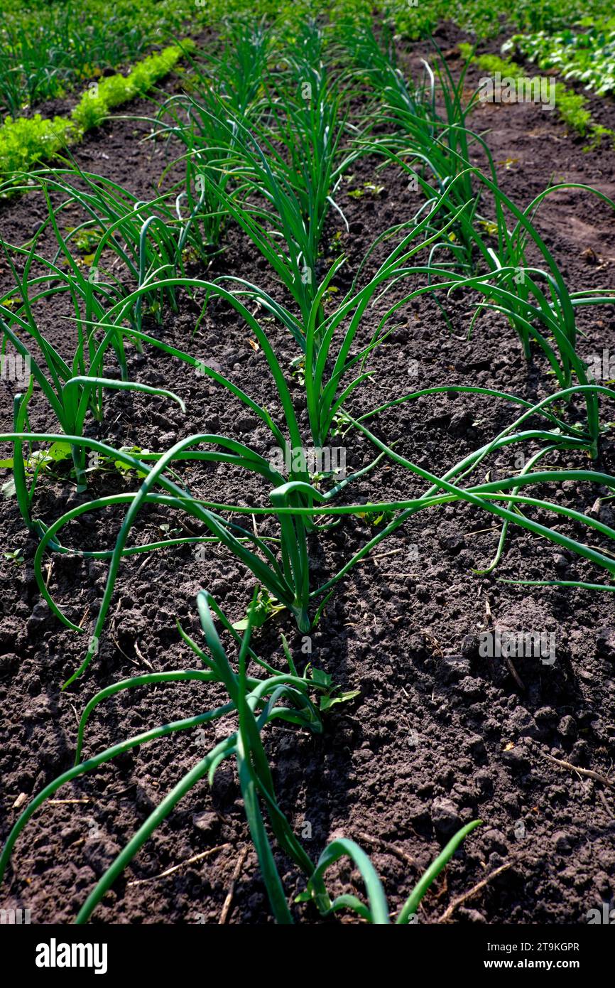 A garden bed with rows of green onion plants Stock Photo - Alamy
