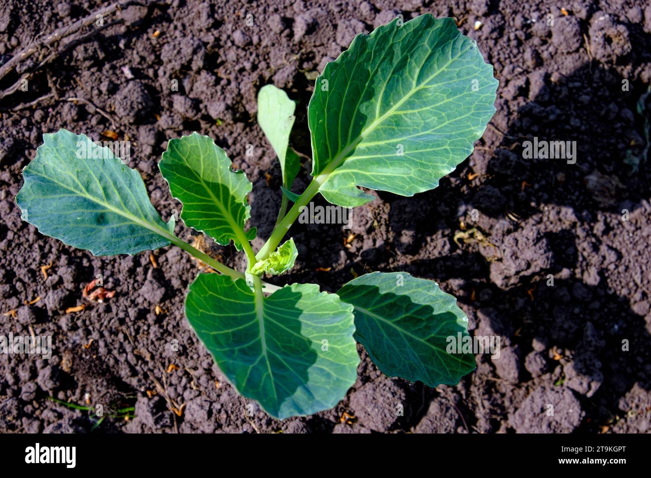 A young cabbage plant with three large leaves and a small bud Stock ...