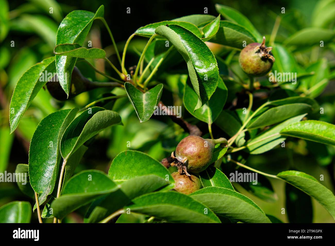A close-up of a pear tree with clustered fruit in daylight Stock Photo ...