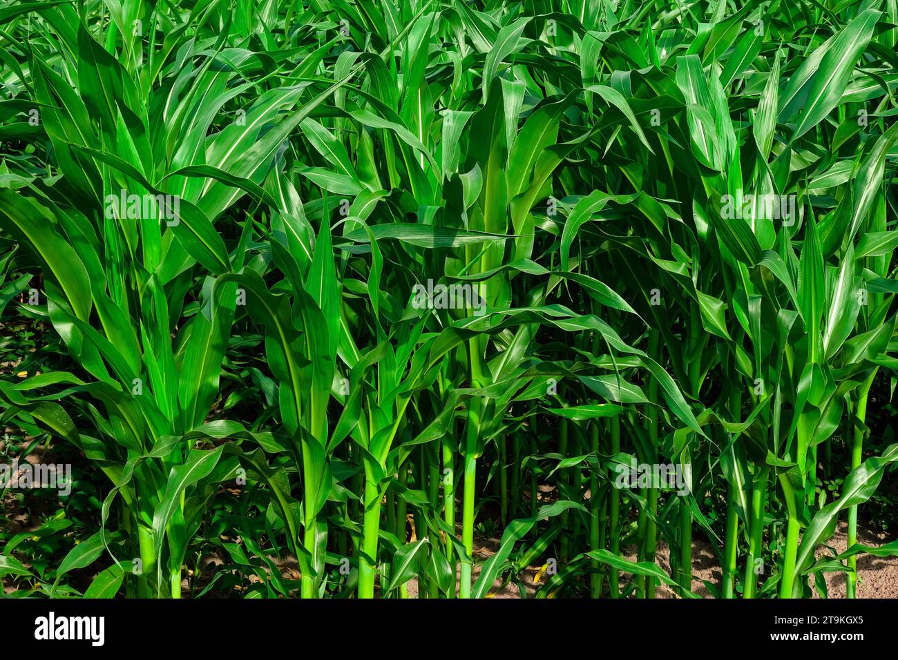 The image shows a close-up of a corn field with the leaves of the ...