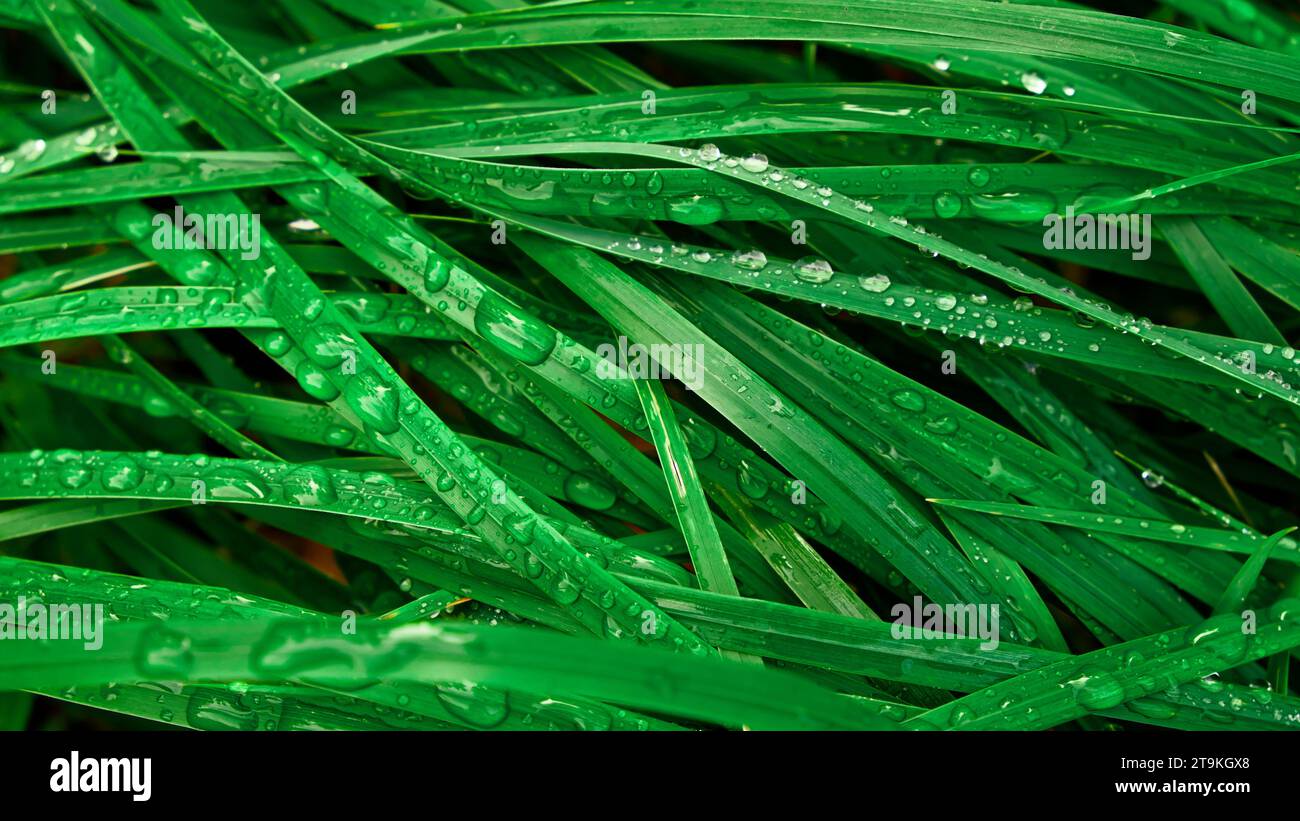 A close-up photo of green grass blades with water droplets on them ...