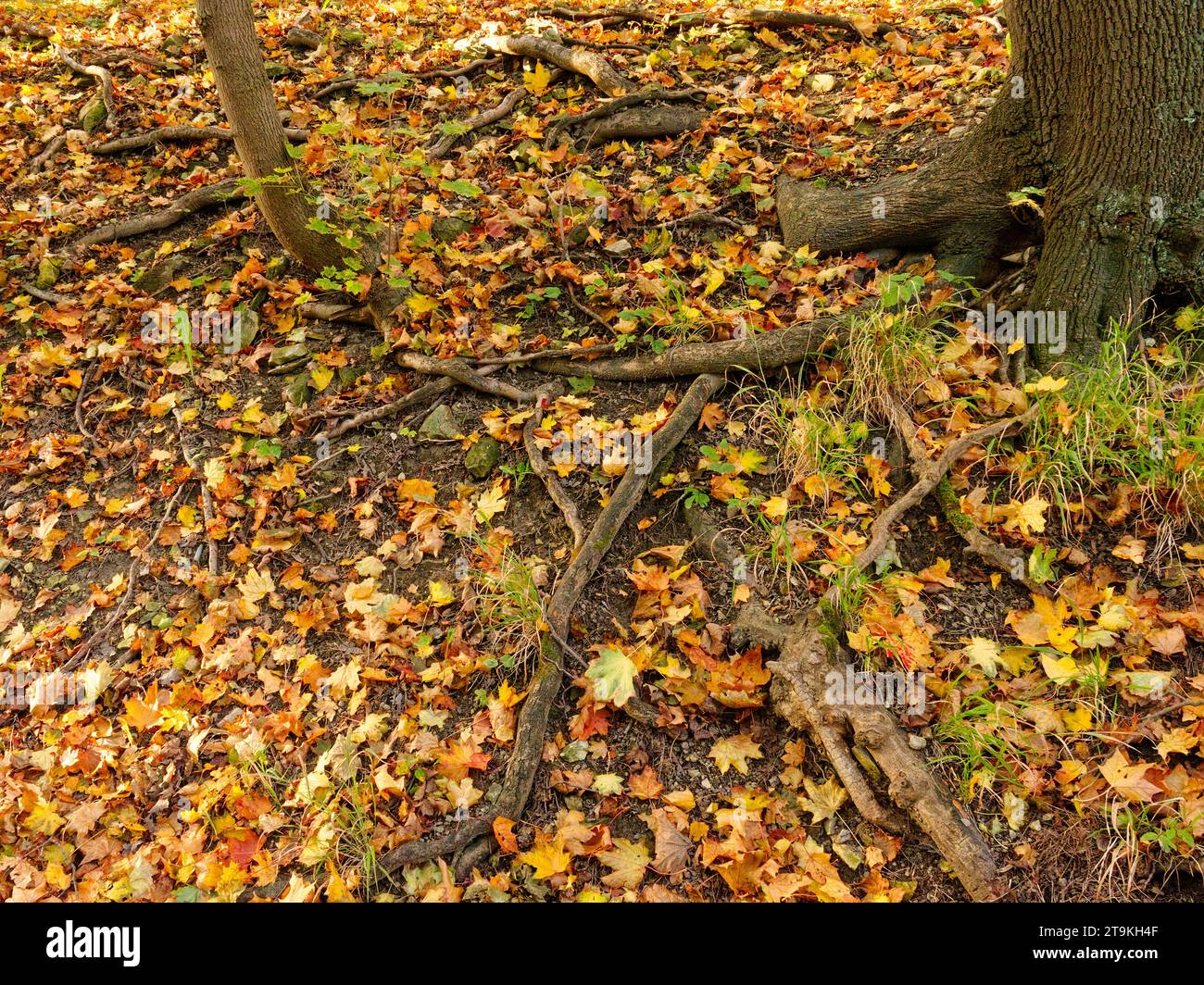 A forest floor covered in fallen leaves with two trees and visible root ...