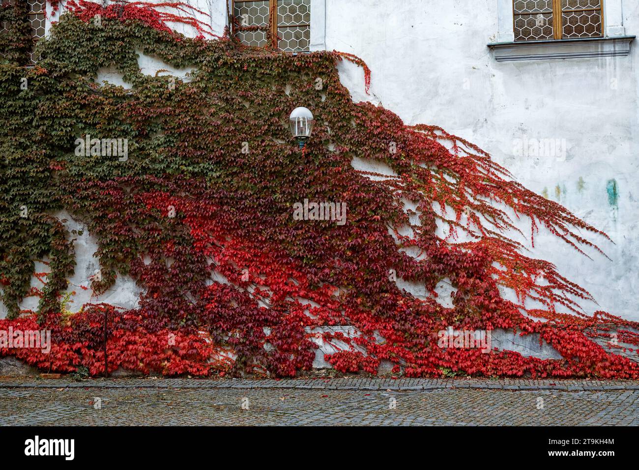 This is a photo of a white wall with a red ivy plant growing on it ...