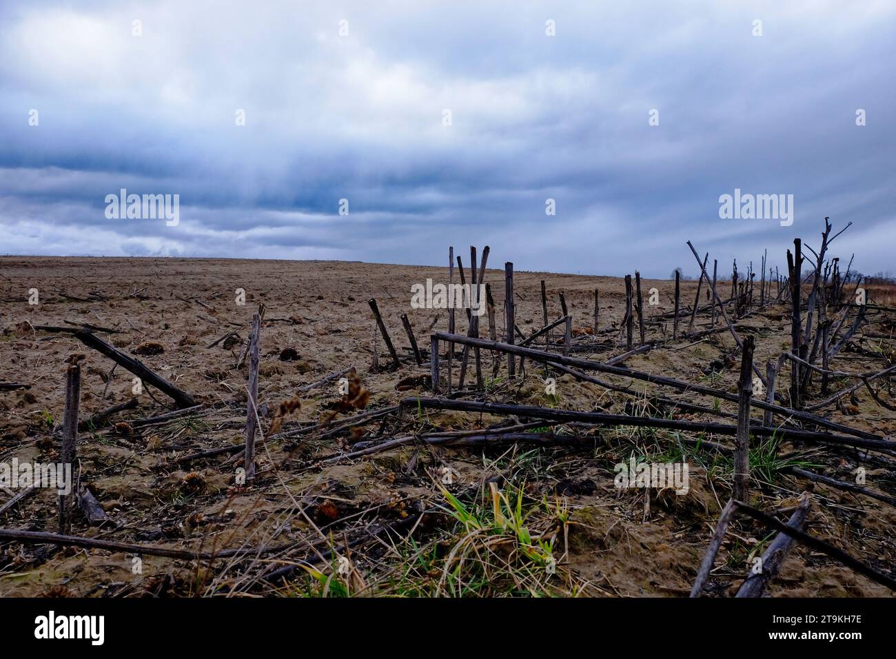 A barren field with dry and burnt plants under a cloudy sky Stock Photo ...