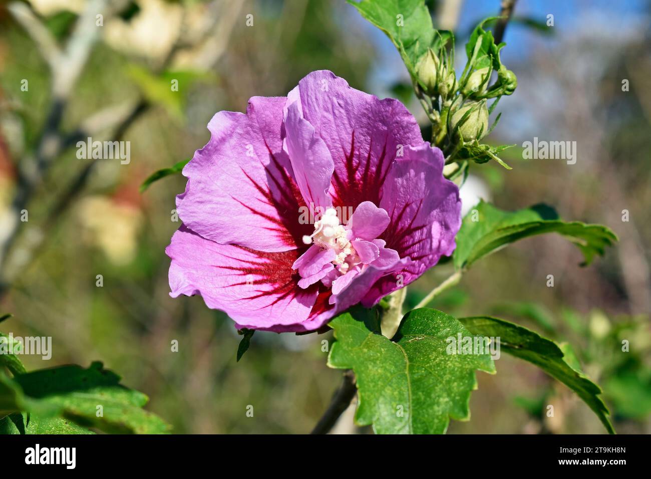 Rose of Sharon flower (Hibiscus syriacus) on garden in Teresopolis, Rio ...
