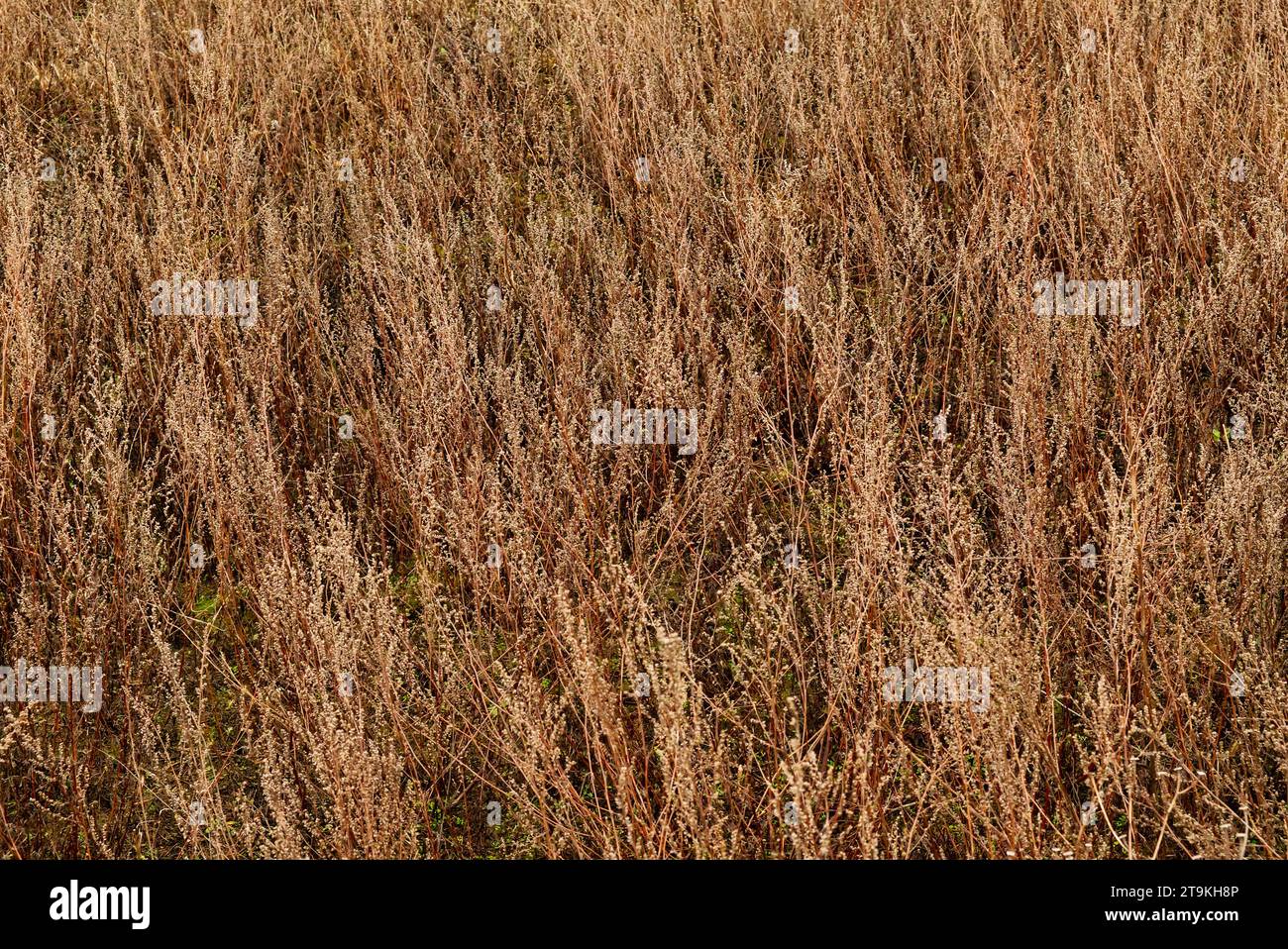 Tall grass scenery hi-res stock photography and images - Alamy