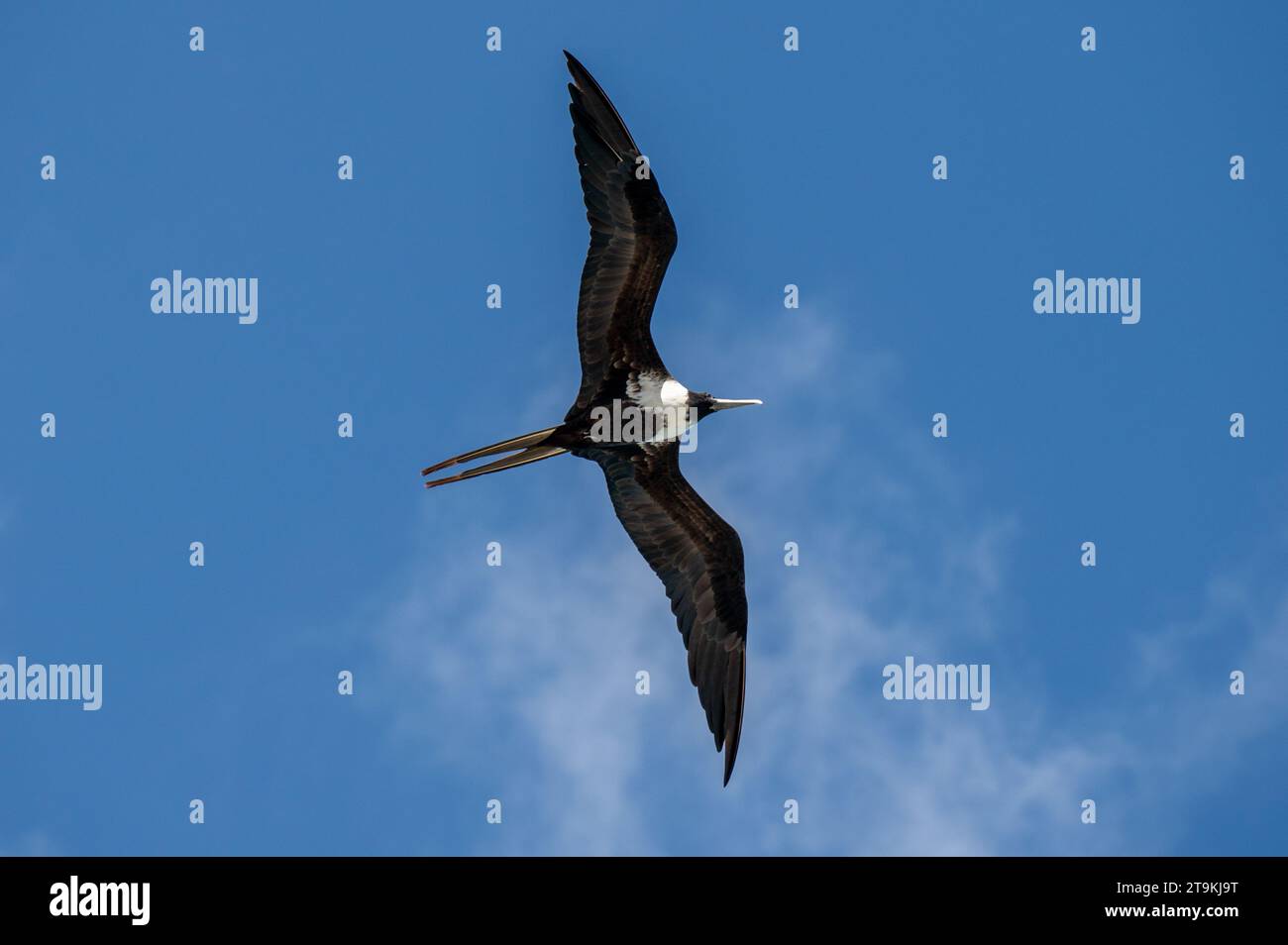 A Frigate bird soaring through the winds in Mexico Stock Photo - Alamy