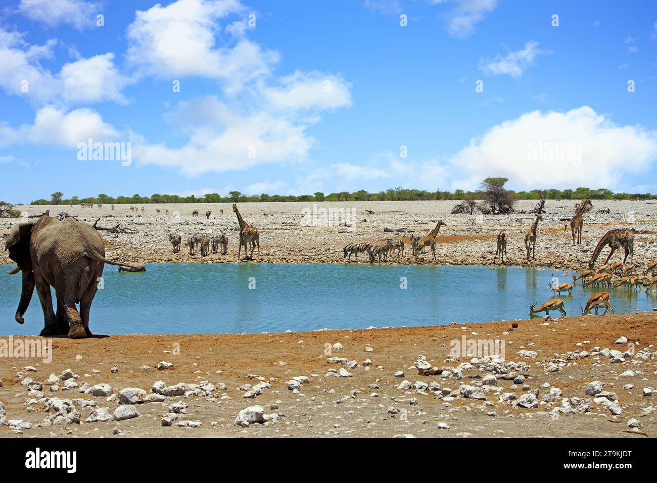 A very busy waterhole teeming with various animals including elephant ...