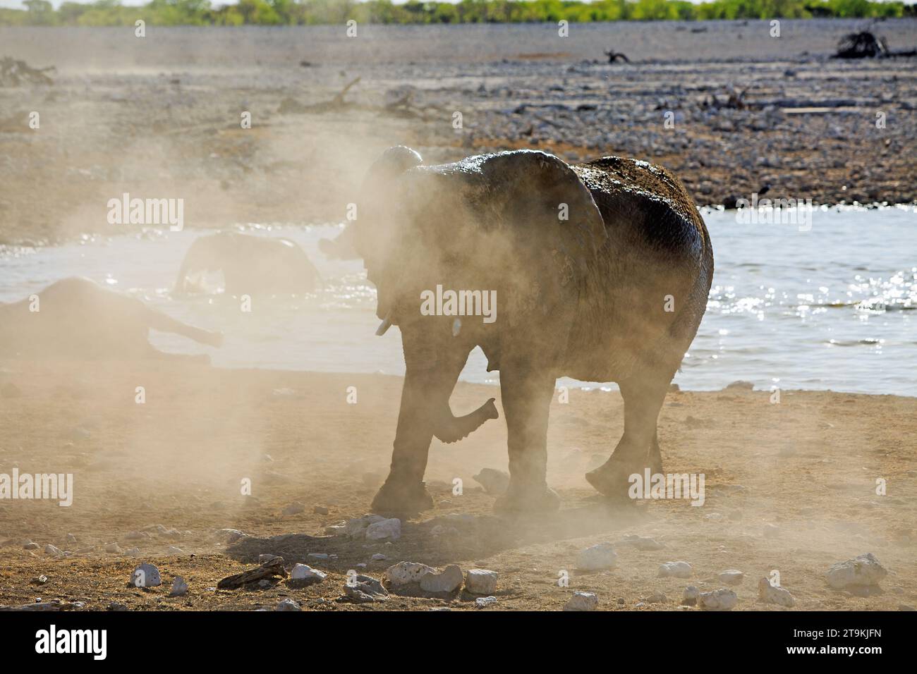 Elephant smokecreen - dusting with dry sand and dirt to keep cool Stock ...