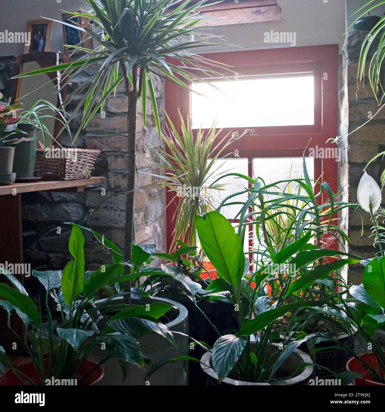 A group of various houseplants growing in pots inside house interior ...