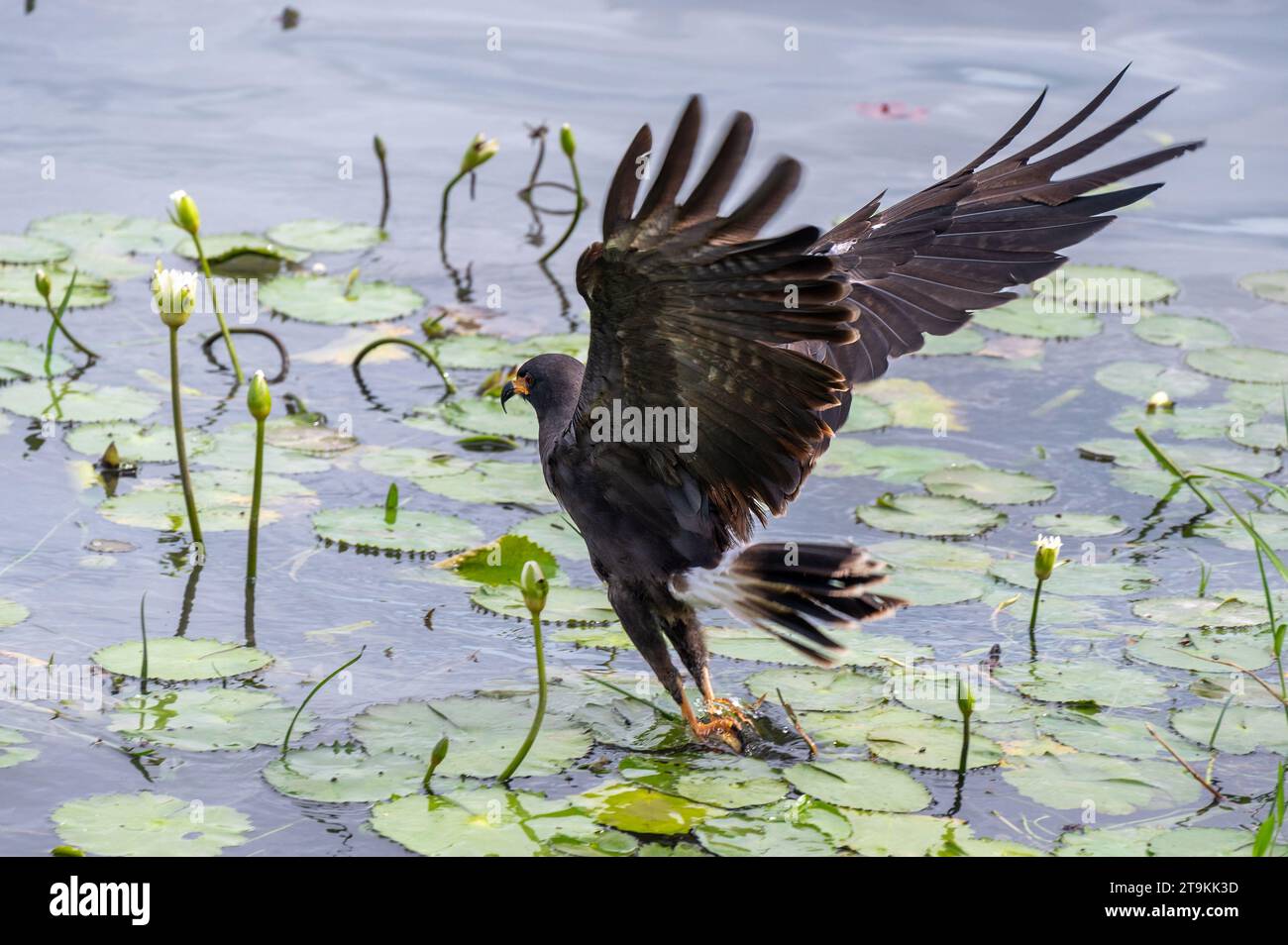 Flying Common Black Hawk hunting in the water - Buteogallus anthracinus ...