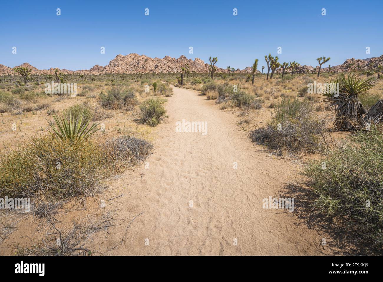 hiking the lost horse mine loop trail in joshua tree national park in ...