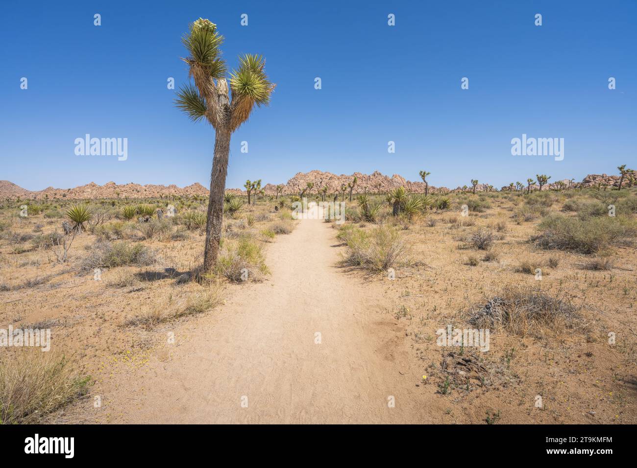hiking the lost horse mine loop trail in joshua tree national park in ...