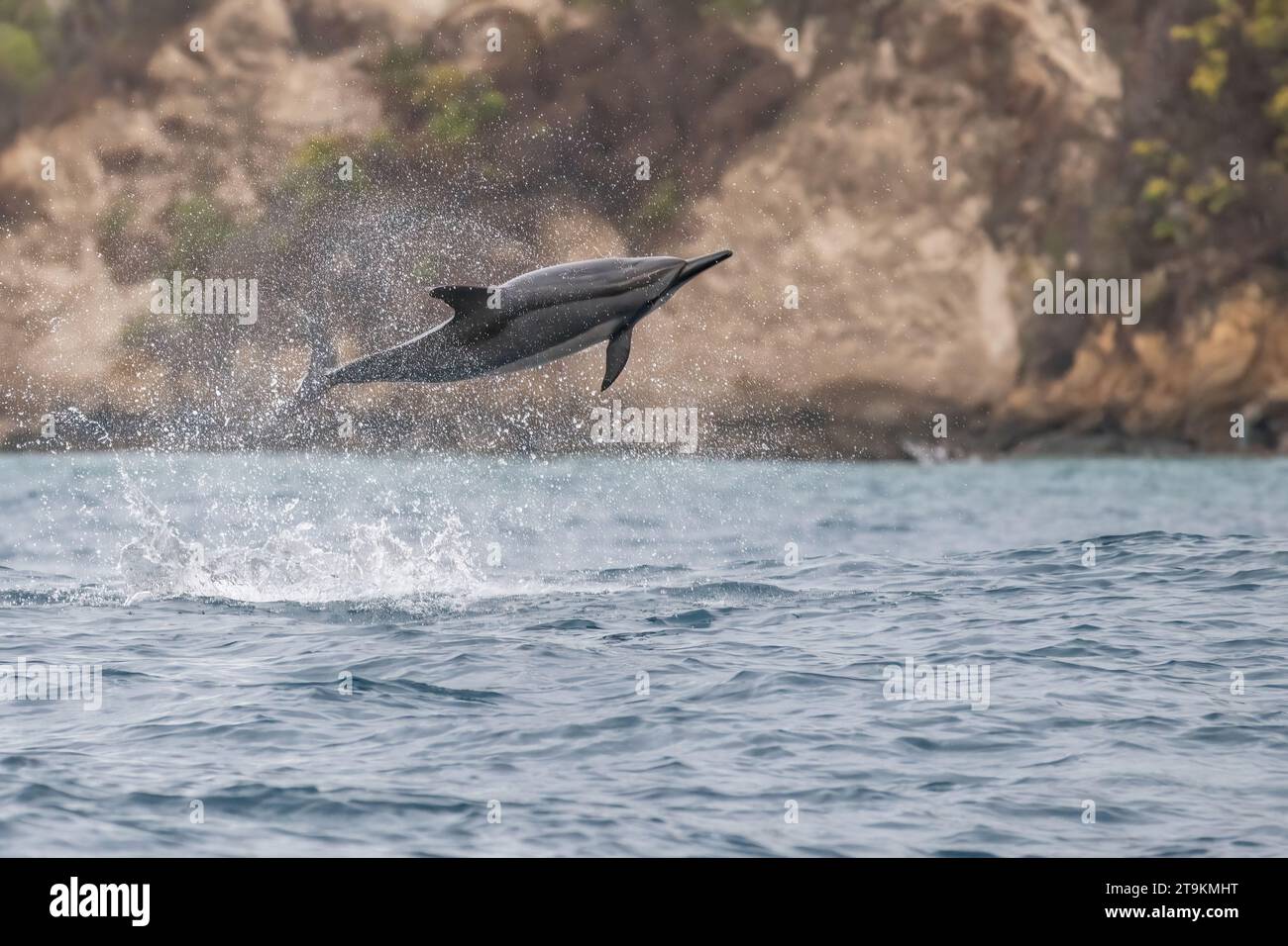 Stenella dolphin breaching surface hi-res stock photography and images ...
