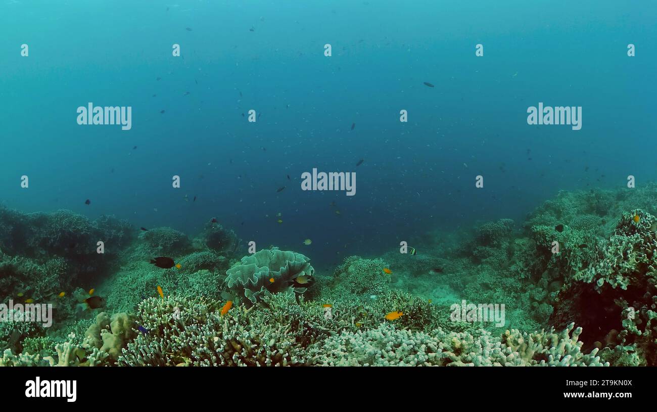 Sea life scene fish hi-res stock photography and images - Alamy