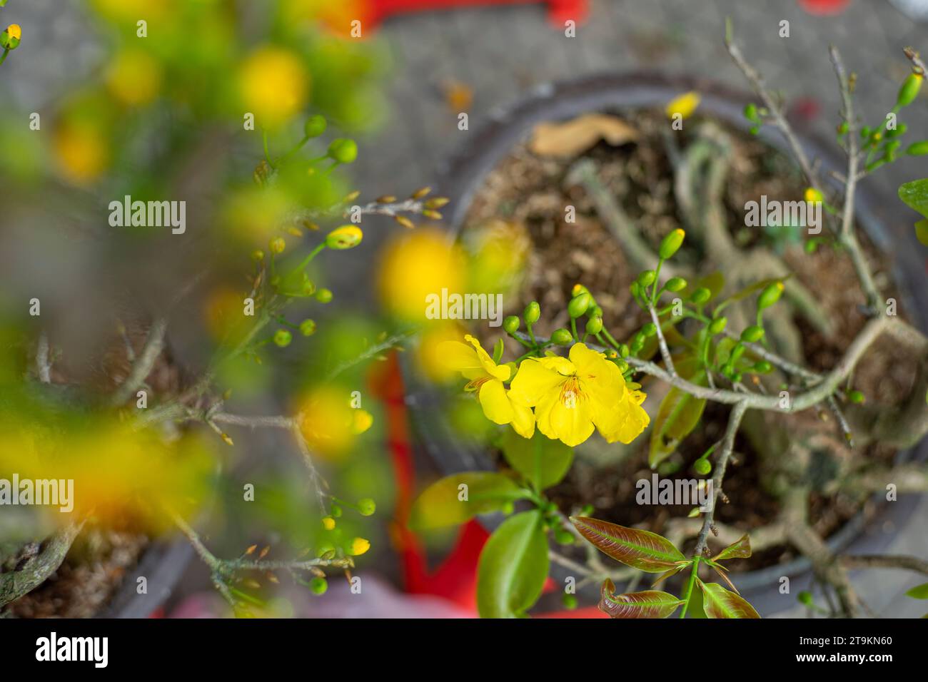 Unusually beautiful yellow petals in the garden Yellow flower petals ...