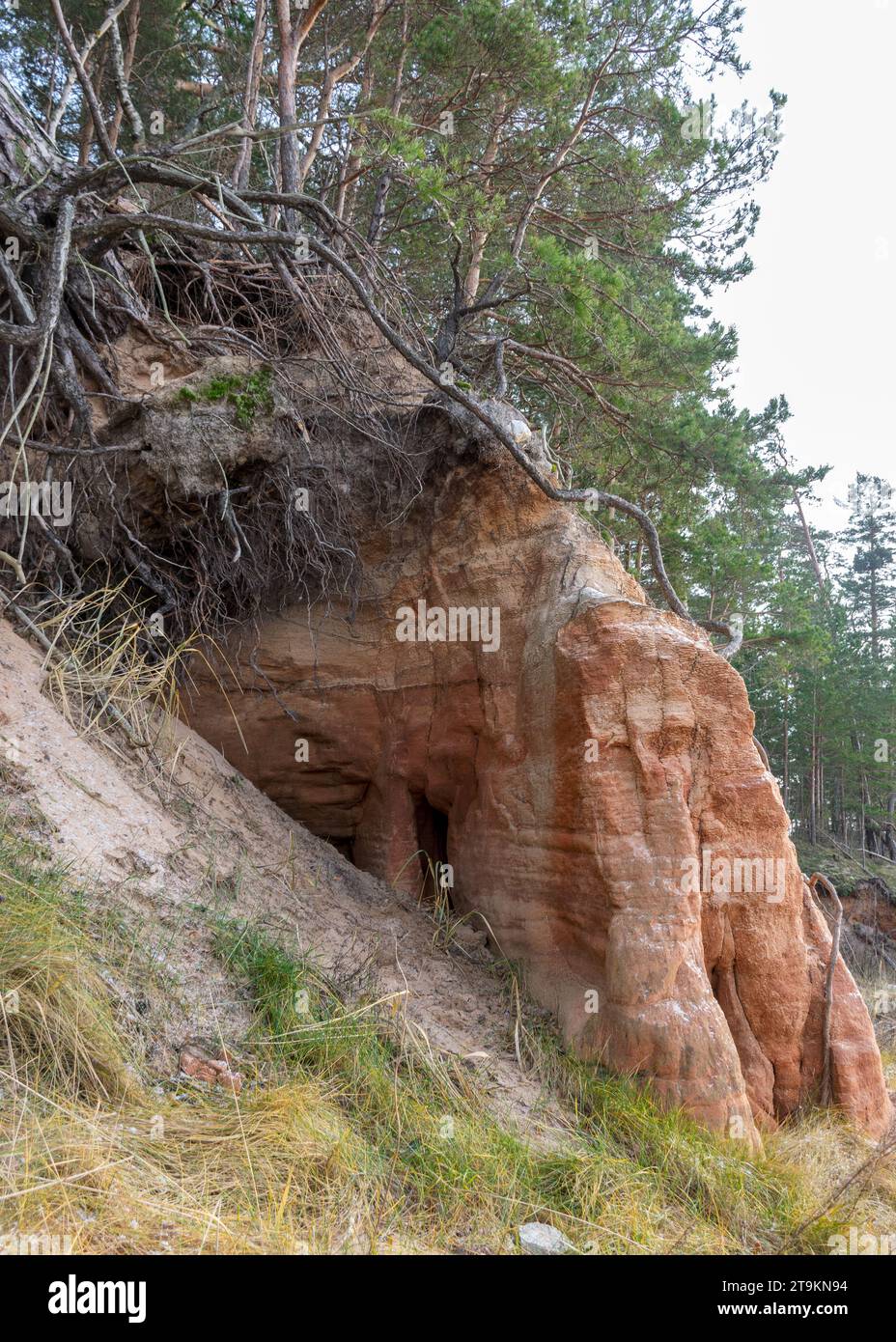 Sea cliff with Devonian sandstone outcrops. During the storm, niches ...