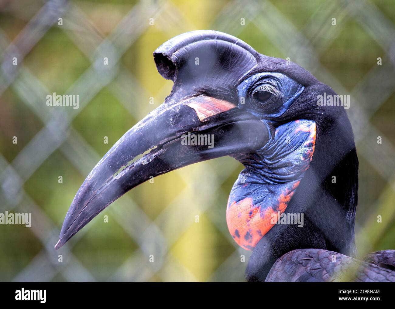 Witness the majestic presence of the Abyssinian Ground Hornbill ...