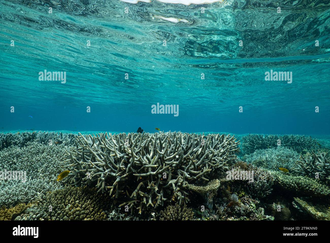 Swim at low tide over the coral reef of Mayotte lagoon Indian Ocean ...