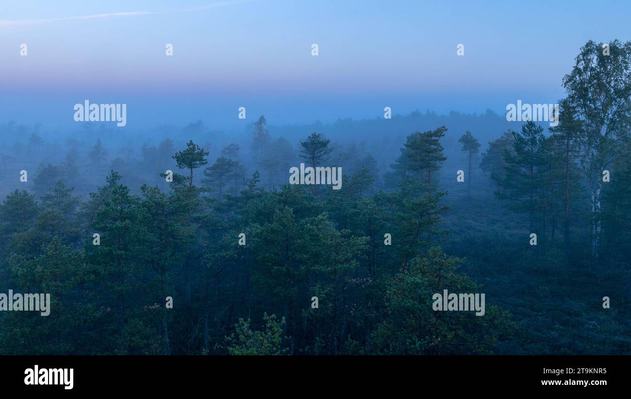 morning fog over tree tops, before sunrise, blurred and blurred tree ...