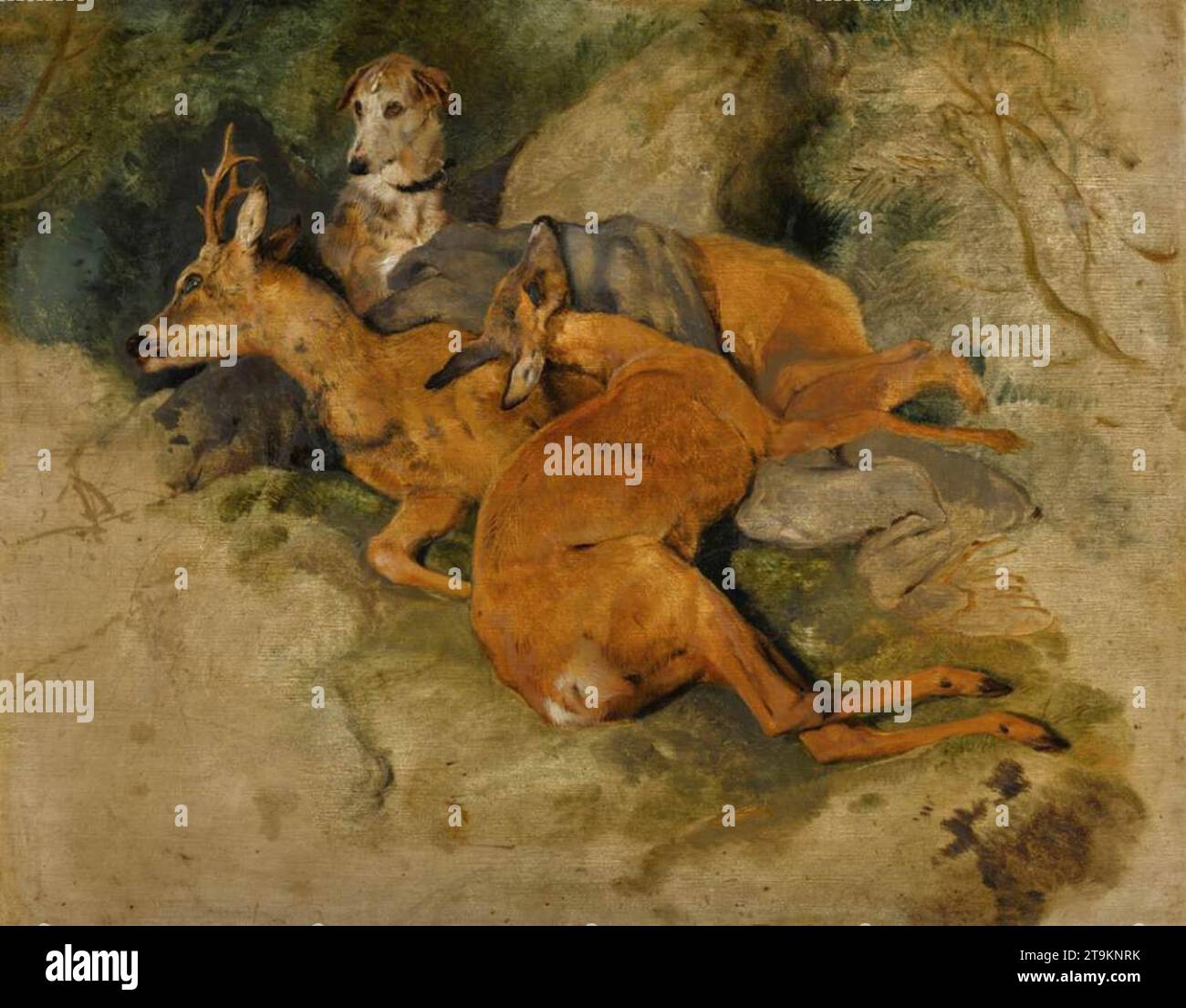 Two dead roe deer hi-res stock photography and images - Alamy