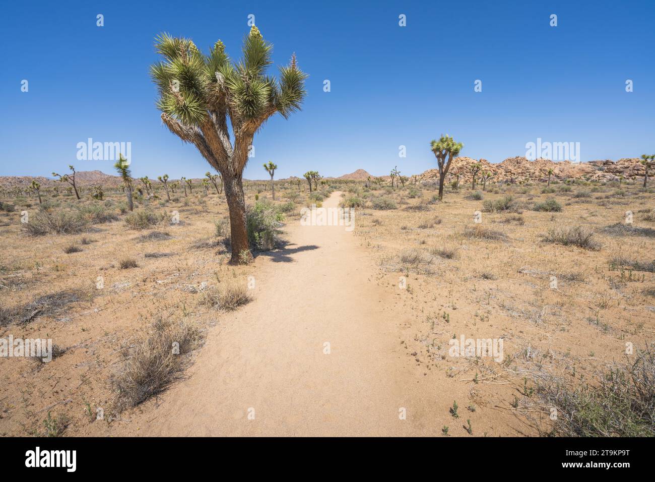 hiking the lost horse mine loop trail in joshua tree national park in ...