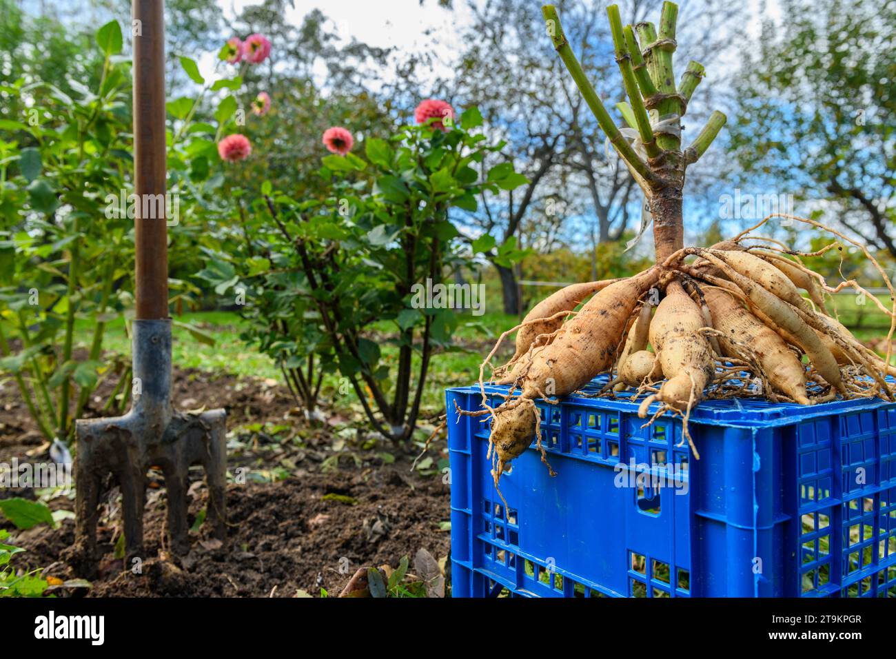 Dahlia tubers lifted for overwintering hi-res stock photography and ...