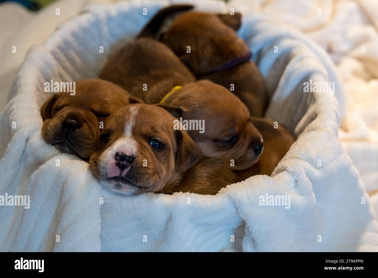 Staffordshire bull terrier, wonderful puppies from professional ...