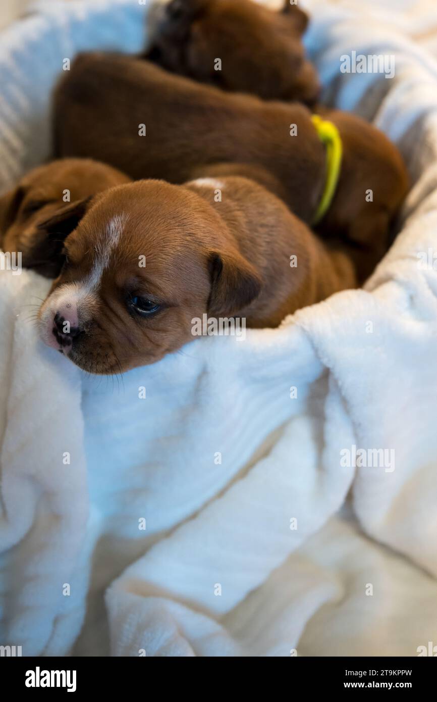 Staffordshire bull terrier, wonderful puppies from professional ...