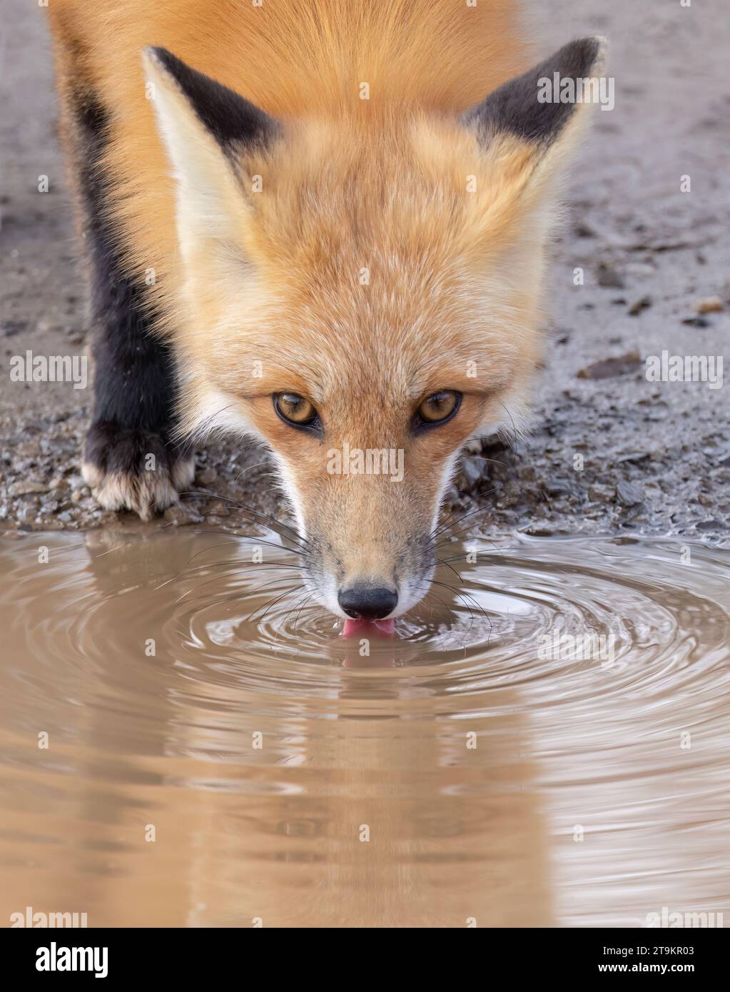 Red fox (Vulpes vulpes) drinking water from a puddle in autumn Stock ...