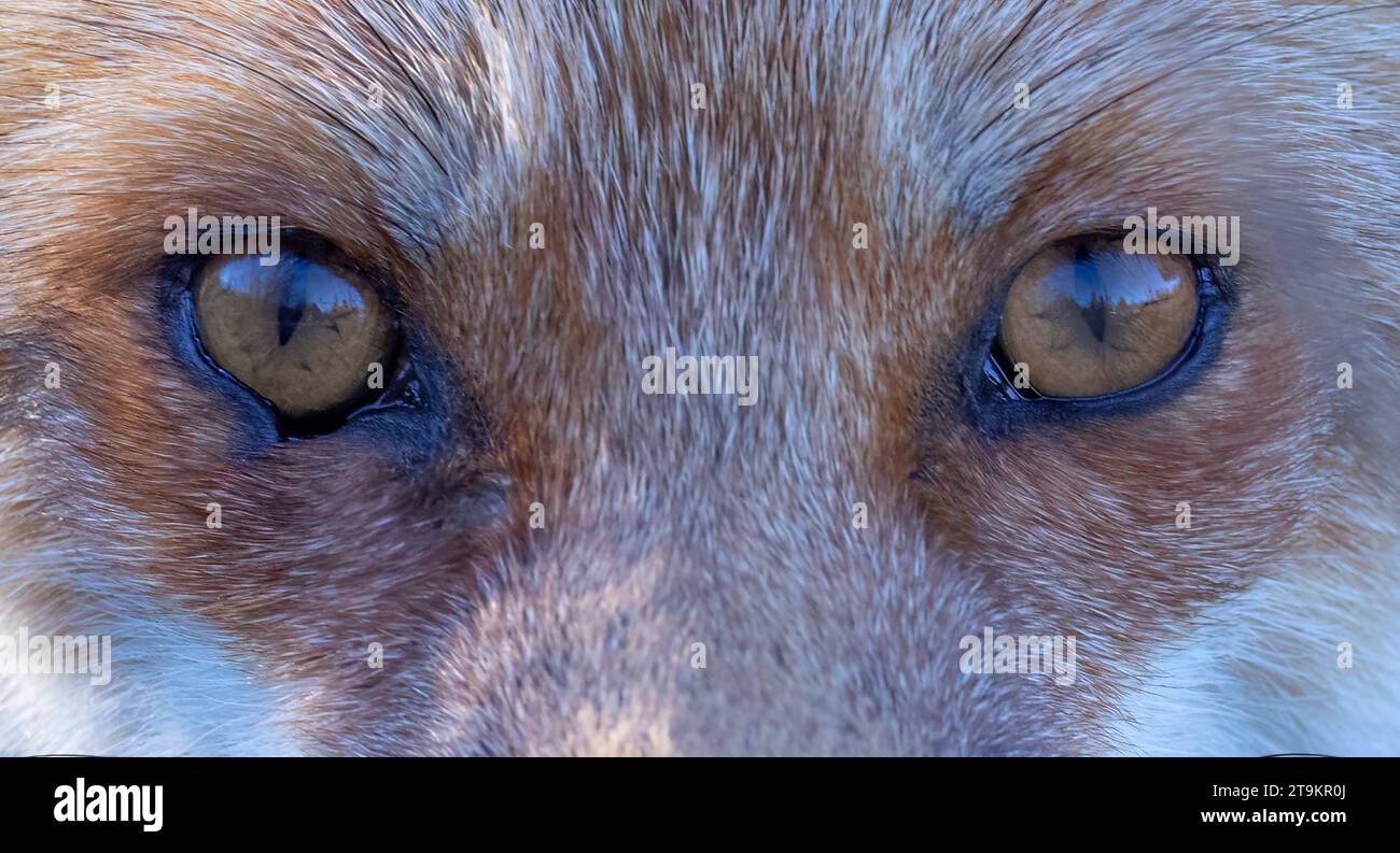 Red fox eyes hi-res stock photography and images - Alamy