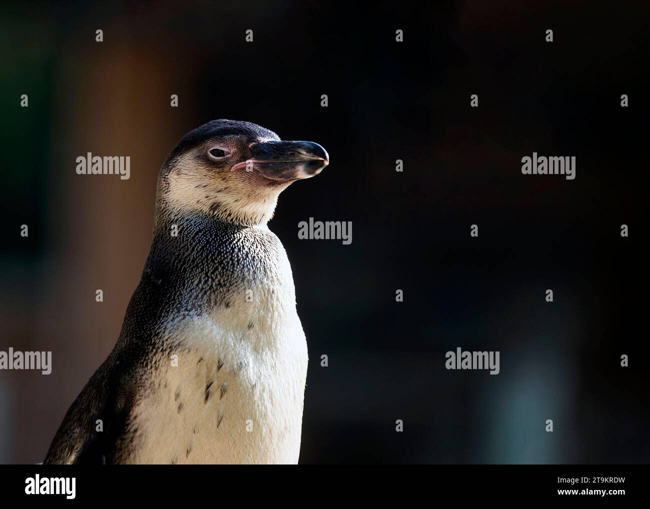 Experience the coastal charm of the African Penguin (Spheniscus ...